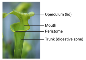 Pitcher Plants and Convergent Evolution – Nuance From Science